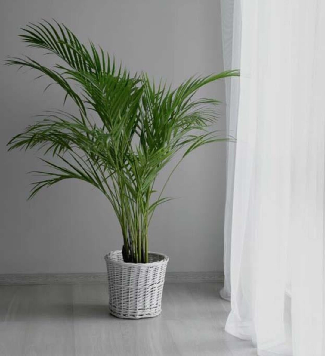 Dypsis Lutescens (golden Cane Palm) Seeds - Pack of 10 - Butterfly Palm ...
