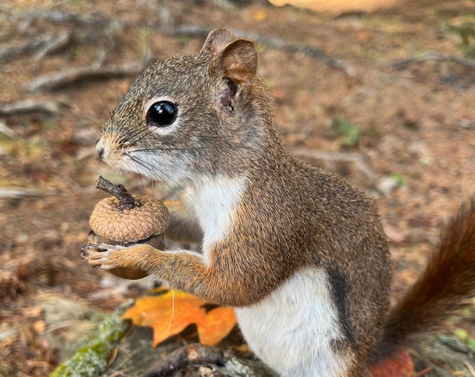 Squirrel Taxidermy, Red Squirrel Mount, Adirondack Red Squirrel ...