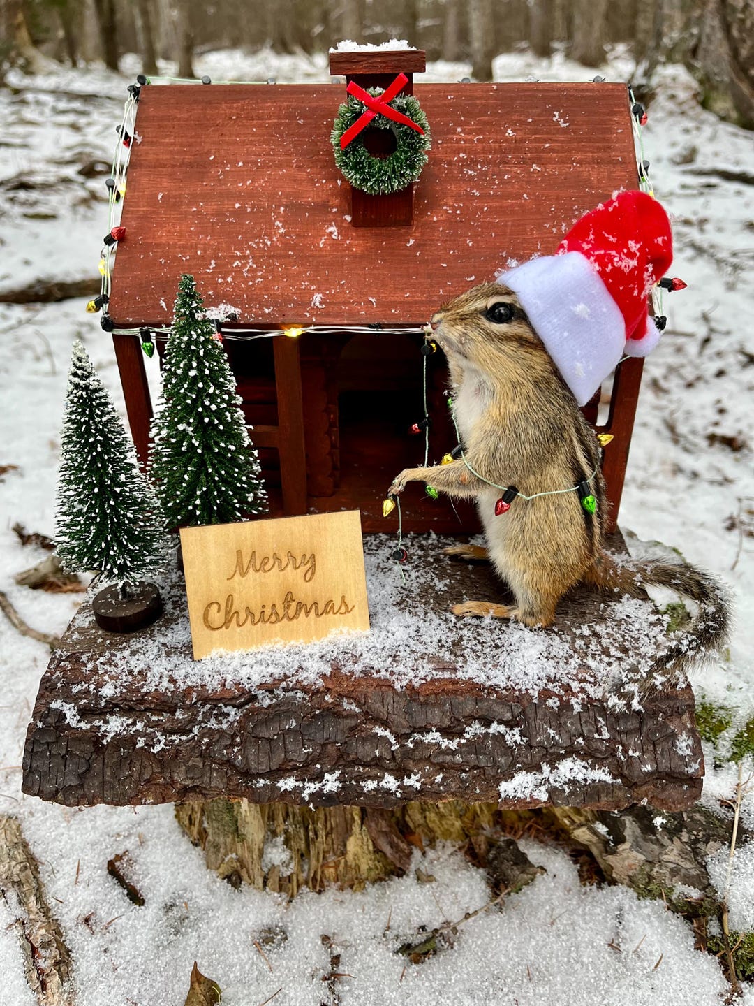 Taxidermy Adirondack Chipmunk Mount Squirrel Taxidermy, Adirondacks ...