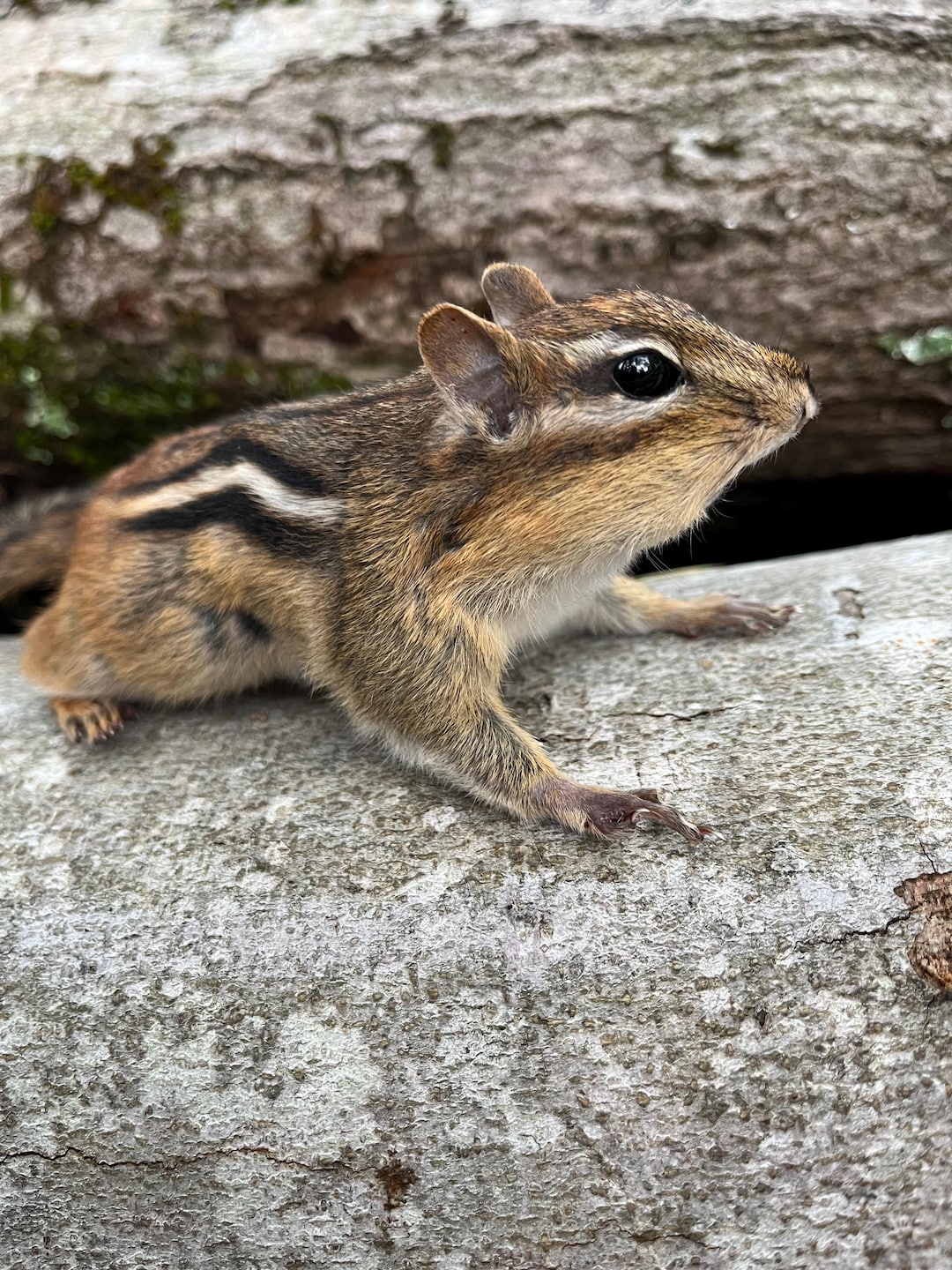Taxidermy Adirondack Chipmunk Mount Outdoors, Squirrel Taxidermy, Fall ...