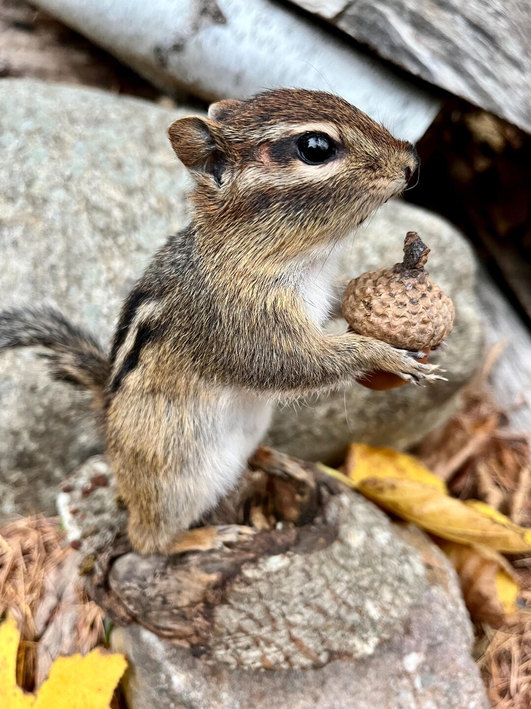 Taxidermy Adirondack Chipmunk Mount Squirrel Taxidermy, Adirondacks ...