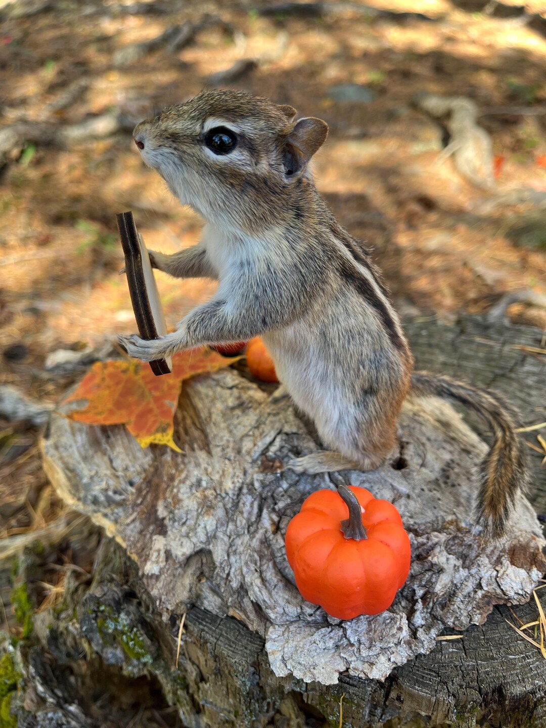 Taxidermy Adirondack Chipmunk Mount Squirrel Taxidermy, Adirondacks ...