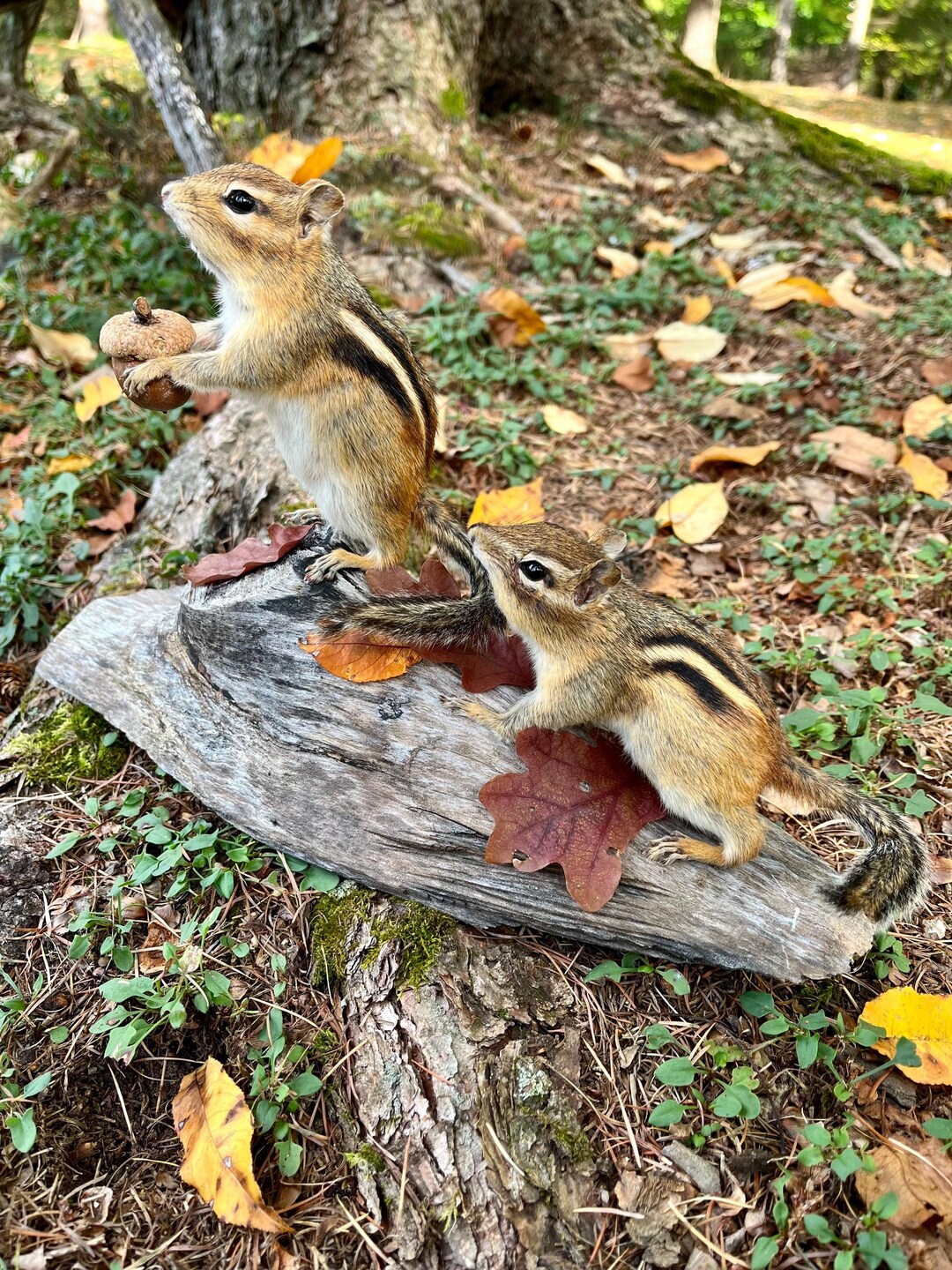 Taxidermy Adirondack Pair of Chipmunks Mount, Hunting, Squirrel ...