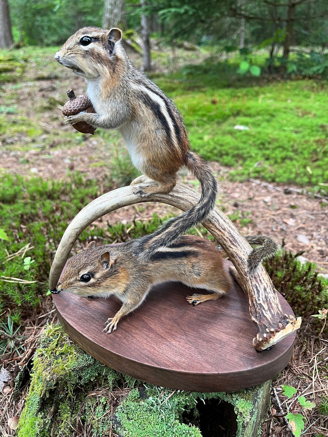 Taxidermy Adirondack Pair of Chipmunks Mount ,hunting, Squirrel ...