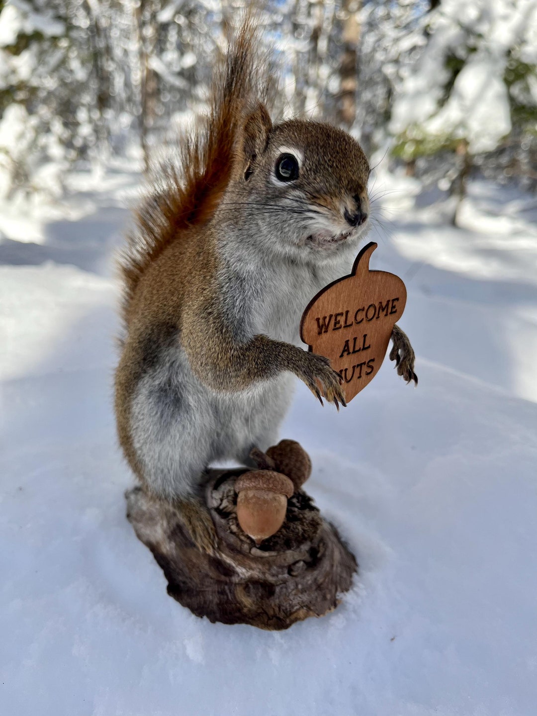 Squirrel Taxidermy, Red Squirrel Taxidermy, Adirondacks, Adirondack ...