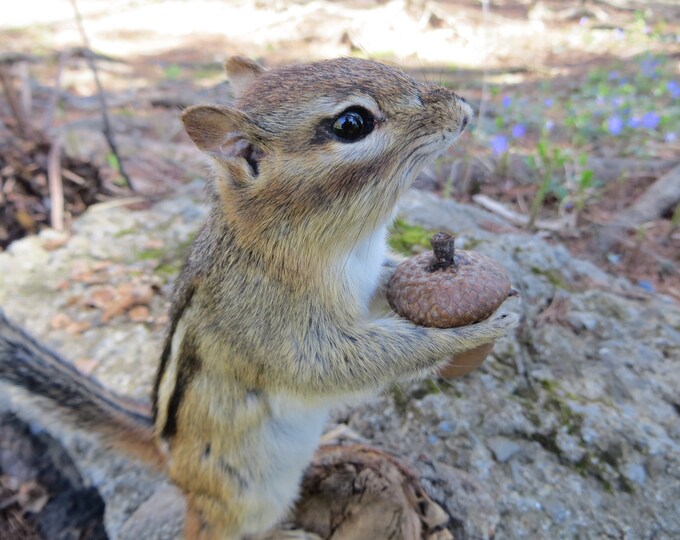 Taxidermy! Adirondack Chipmunk Mount! Squirrel Taxidermy, Adirondacks ...