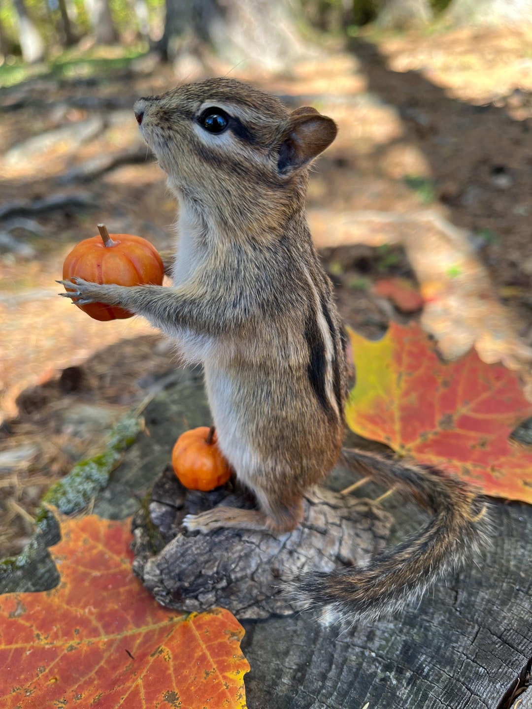 Taxidermy Adirondack Chipmunk Mount Squirrel Taxidermy, Adirondacks ...