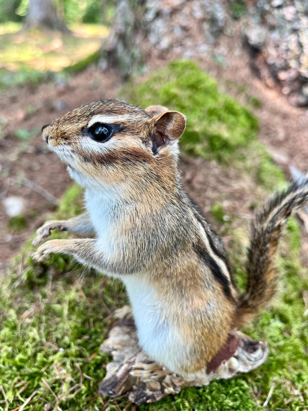 Chipmunk Mount, Chipmunk Taxidermy, Squirrel Taxidermy, Adirondacks ...
