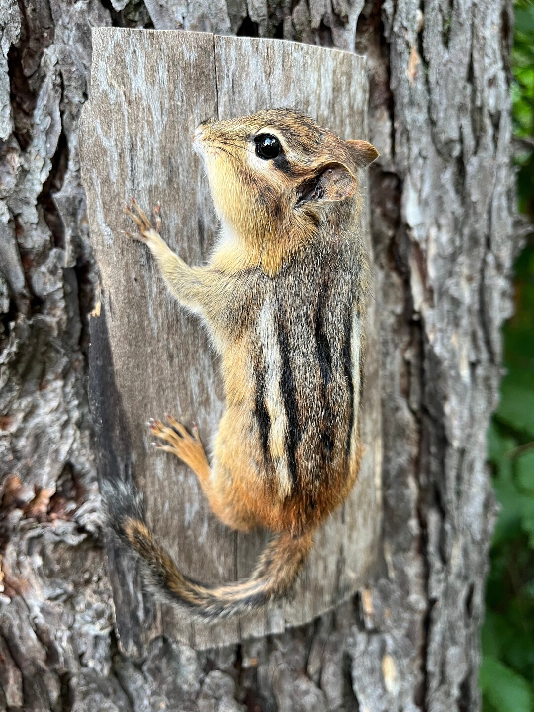 Taxidermy! Adirondack Chipmunk Mount! ,hunting, Squirrel Taxidermy ...