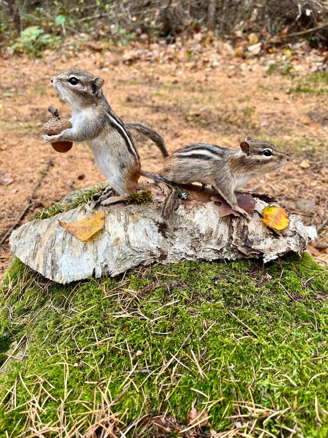 Taxidermy Adirondack Pair of Chipmunks Mount, Hunting, Squirrel ...