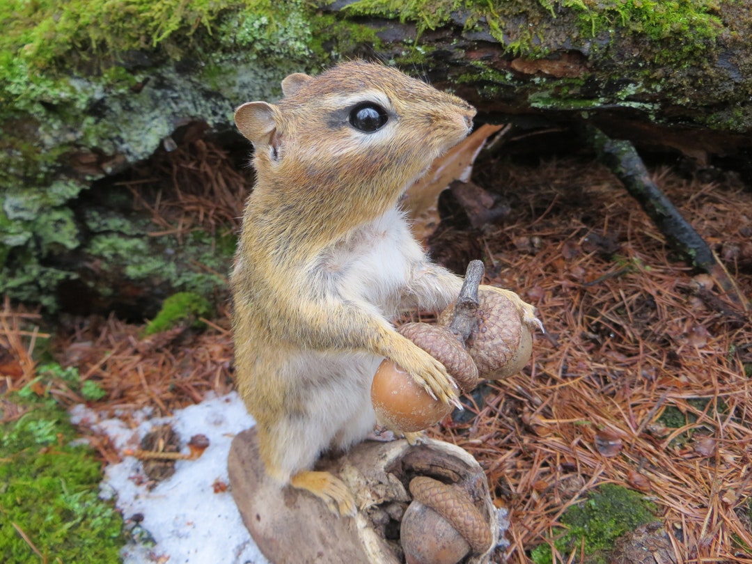 Taxidermy Adirondack Chipmunk Mount Squirrel Taxidermy, Adirondacks ...