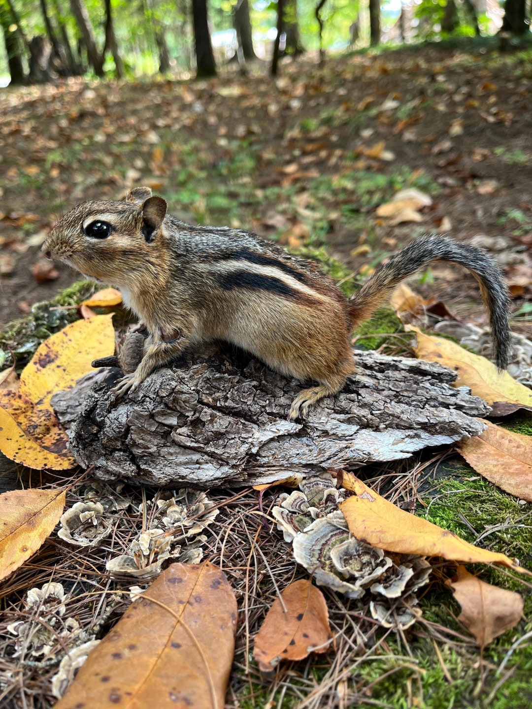 Taxidermy Adirondack Chipmunk Mount Outdoors, Squirrel Taxidermy, Fall ...