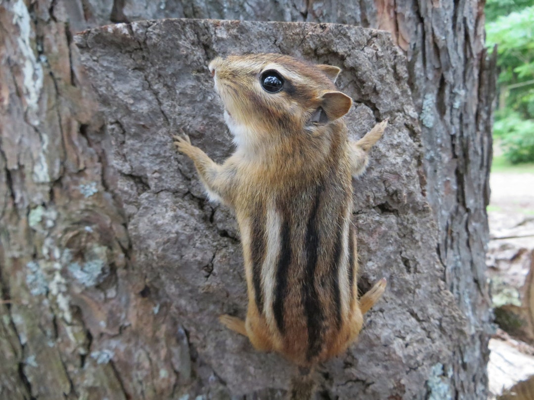 Taxidermy Adirondack Chipmunk Mount ,hunting, Squirrel Taxidermy, Gift ...