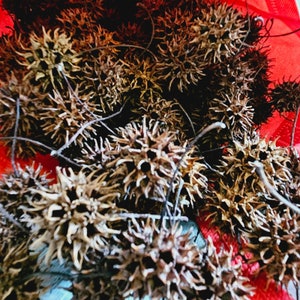 1.5 Lbs of Sweet Gum Tree Spiked Balls Seed Pods for Crafting DIY ...
