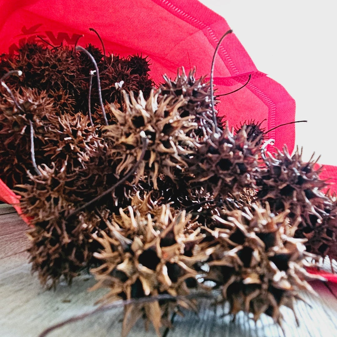 1.5 Lbs of Sweet Gum Tree Spiked Balls Seed Pods for Crafting DIY ...
