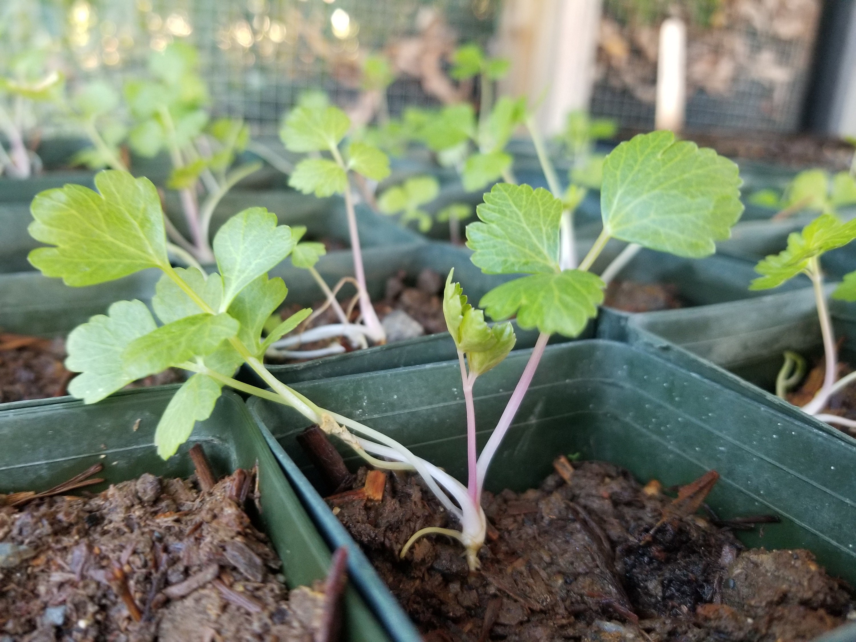 Chinese Pink Celery Seeds 1 Gram Hundreds of Seeds - Etsy