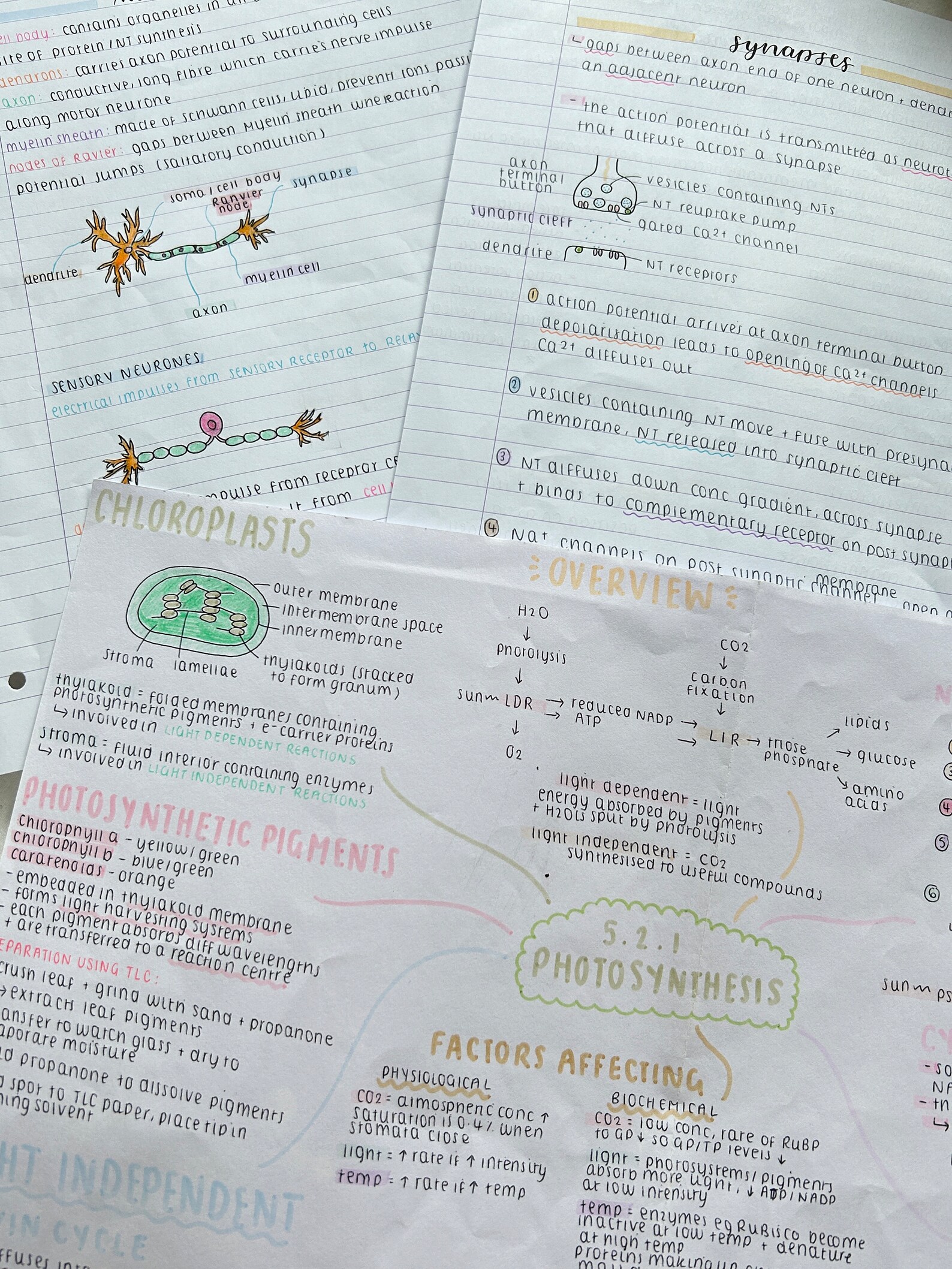 OCR A Level Biology: Module 5 Notes - Etsy