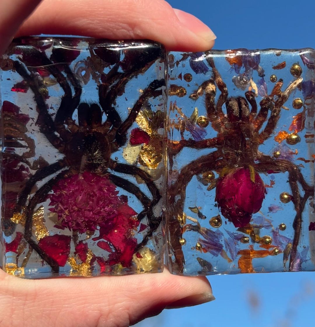 Tarantula Molts Preserved in Resin. Decor for Desk or Hanging. - Etsy