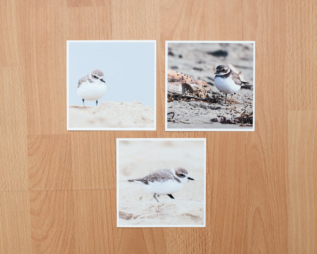 Set of 3, Wild Life Photography, Sea Birds, Sanderlings, Sandpipers ...