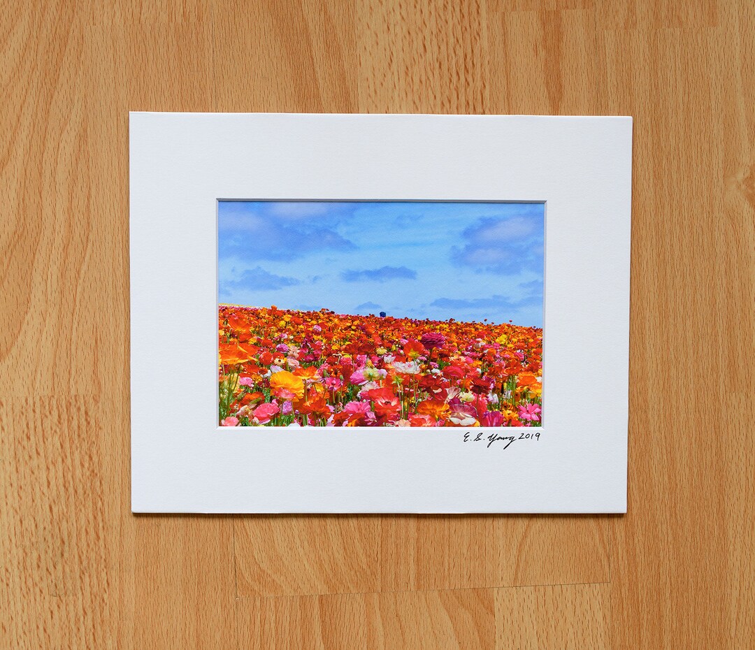 Nature, Spring, Summer, Field of Rainbow Flowers, Nature Landscape ...