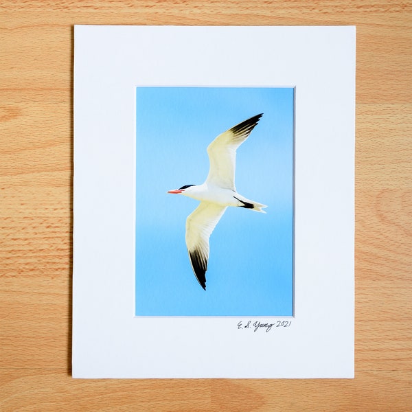 Sea Tern - Etsy