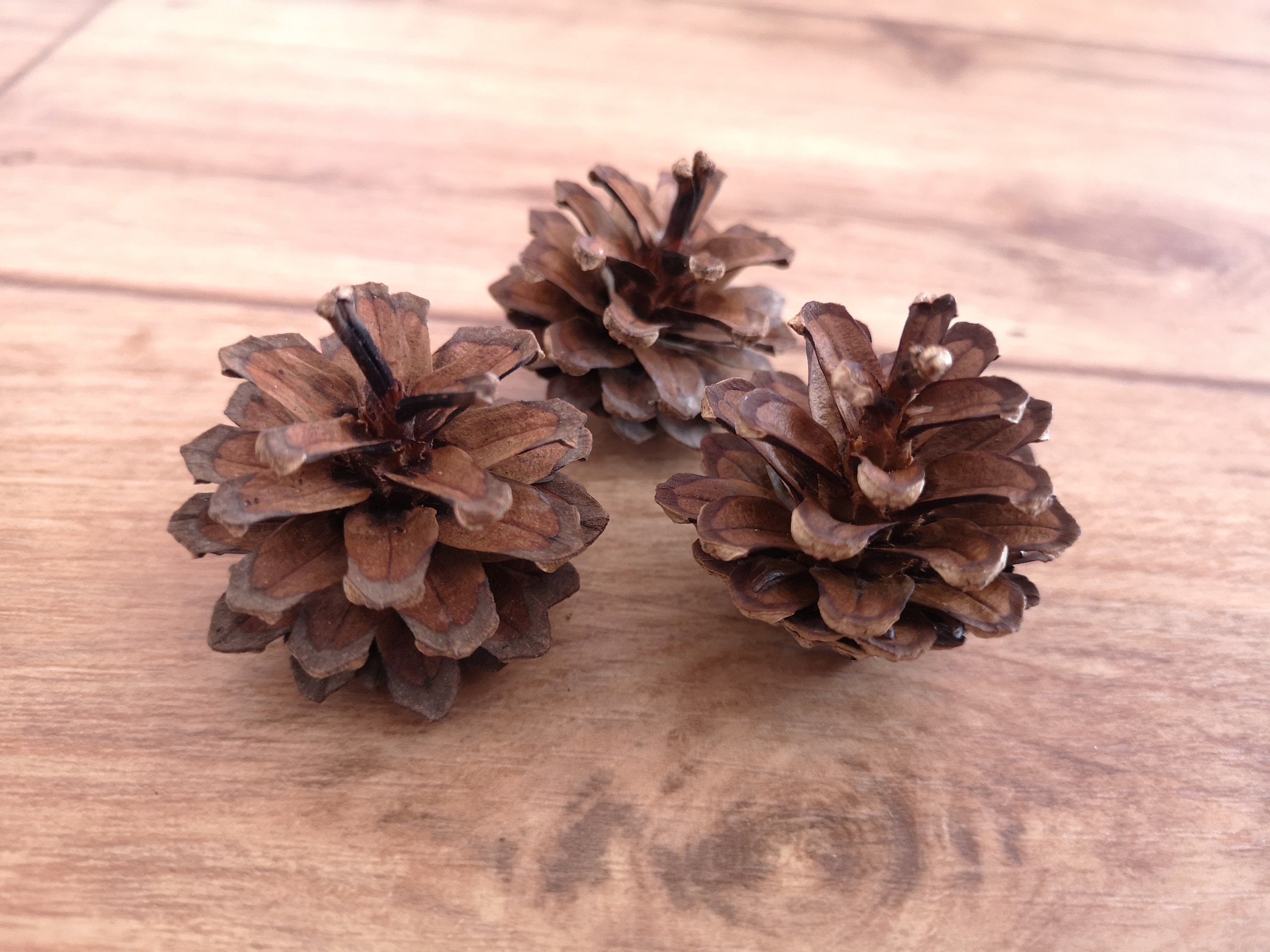 Pine Cones, Pine Cone Scottish Pine Cones, Scots Pine Cones - Etsy UK