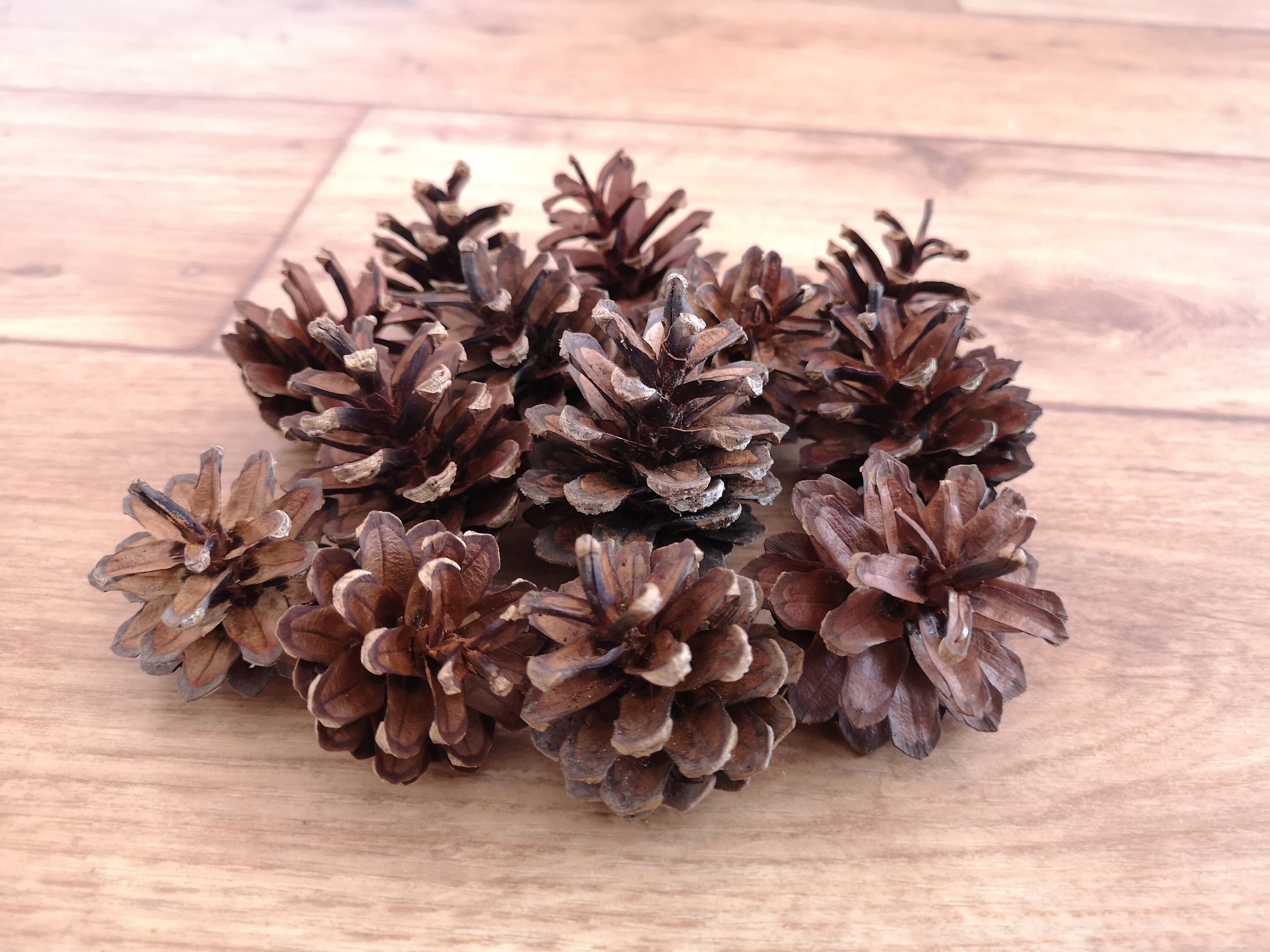 Pine Cones, Pine Cone Scottish Pine Cones, Scots Pine Cones - Etsy UK