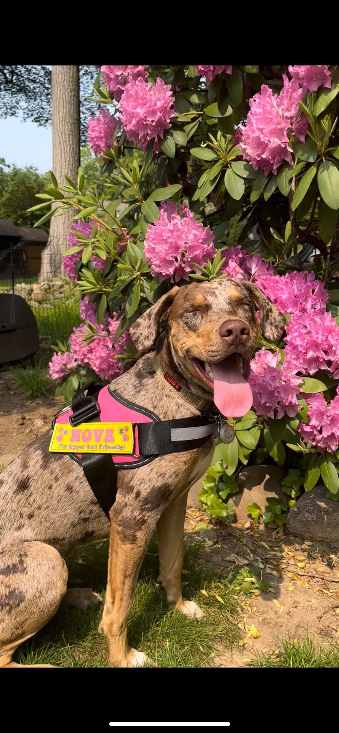 Custom Dog Harness Name Patches, Velcro Dog Name Tags, Custom Dog Name ...