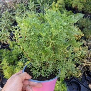 Plante Coca-Cola (Artemisia Cola) en pot production artisanale qualité ...