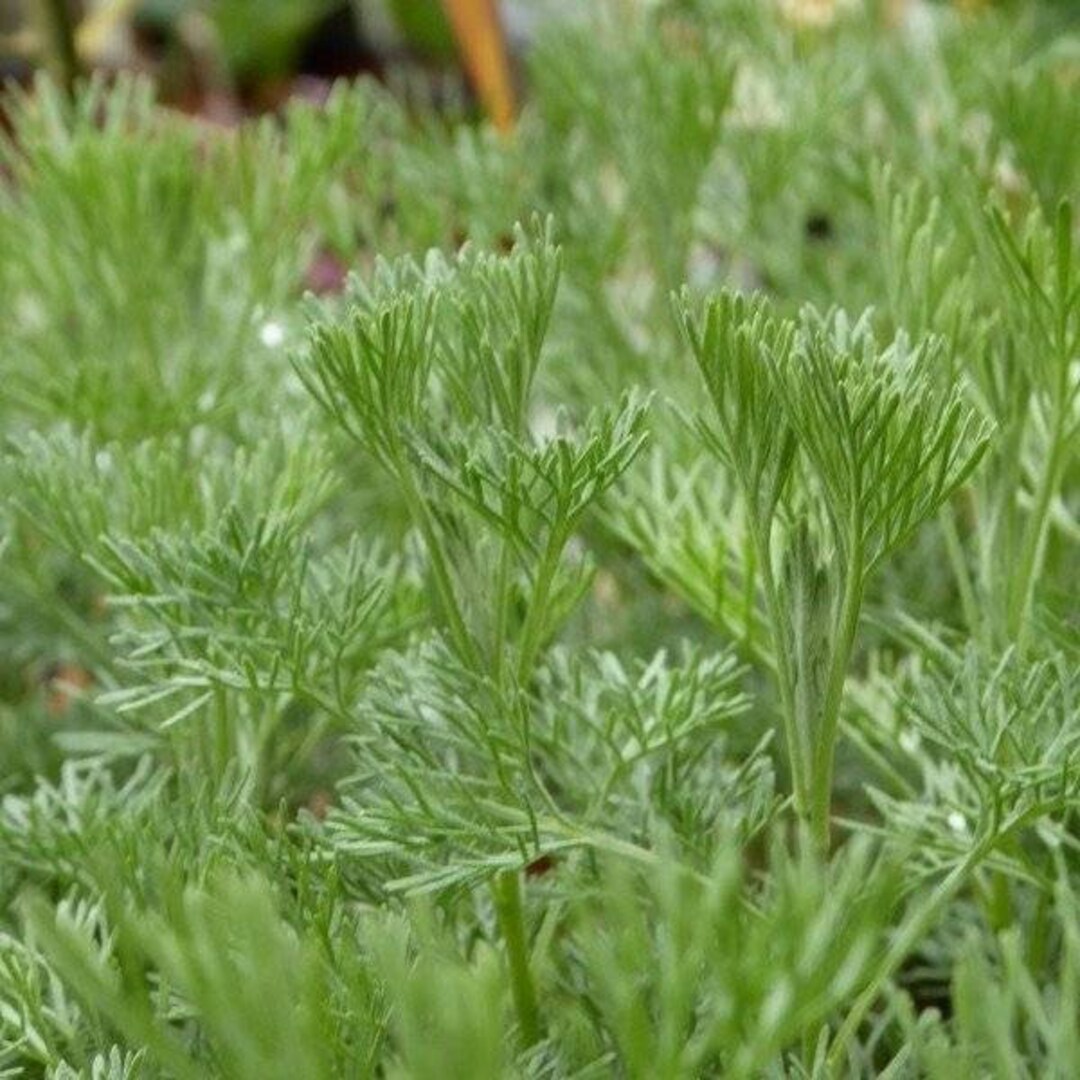 Plante Coca-Cola (Artemisia Cola) en pot production artisanale qualité ...