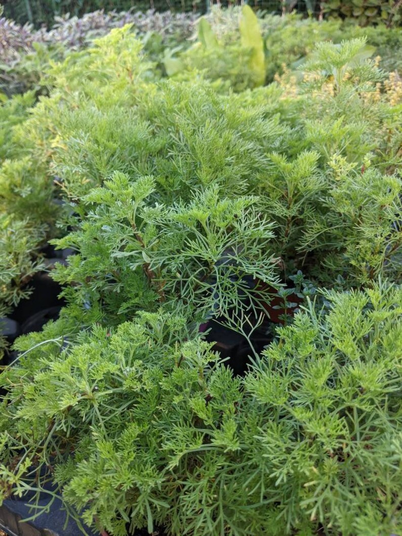 Plante Coca-Cola Artemisia Cola en pot production artisanale - Etsy France