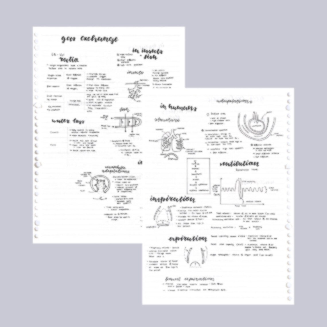 A Level Biology | Gas Exchange Notes - Etsy