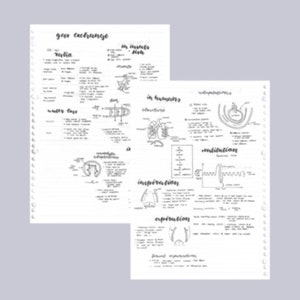 A Level Biology | Gas Exchange Notes - Etsy