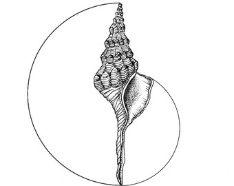 Golden Ratio Shell - Etsy