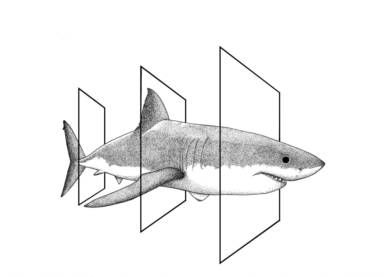 SHARK Art Print - Great White Shark & Geometry - LIMITED Edition ...