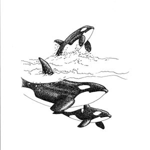 ORCAS Art Print - 3 KILLER WHALES Illustration - Marine Life ...