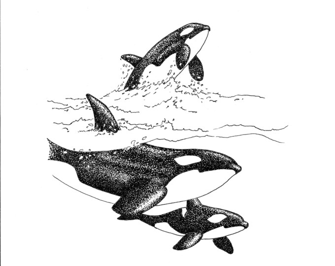 ORCAS Art Print 3 KILLER WHALES Illustration Marine Life - Etsy