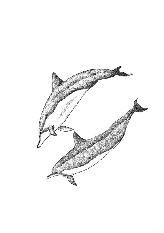 Spinner Dolphin Drawing