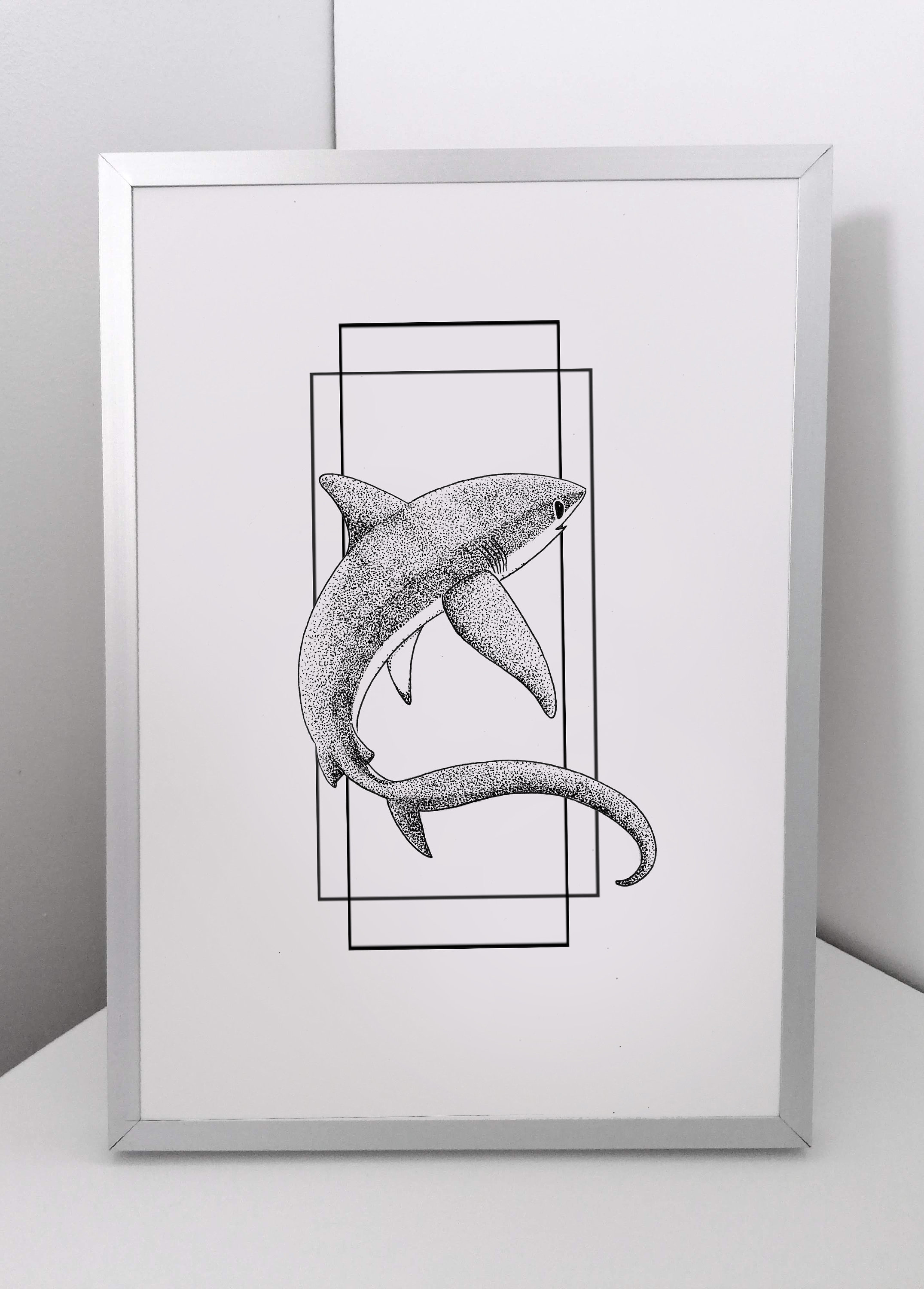 Thresher Shark Drawing