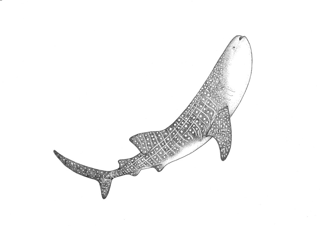 WHALE SHARK Art Print - Swimming Shark - Ocean Illustration - LIMITED ...