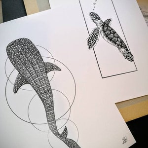 TIBURÓN BALLENA Impresión De Arte - Ilustración Del Océano - Edición ...