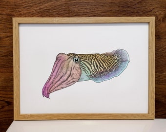 Cuttlefish Art Print - Etsy