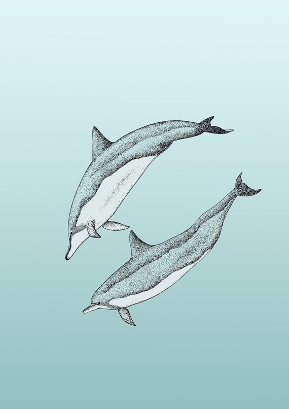 Clymene Dolphin Drawing