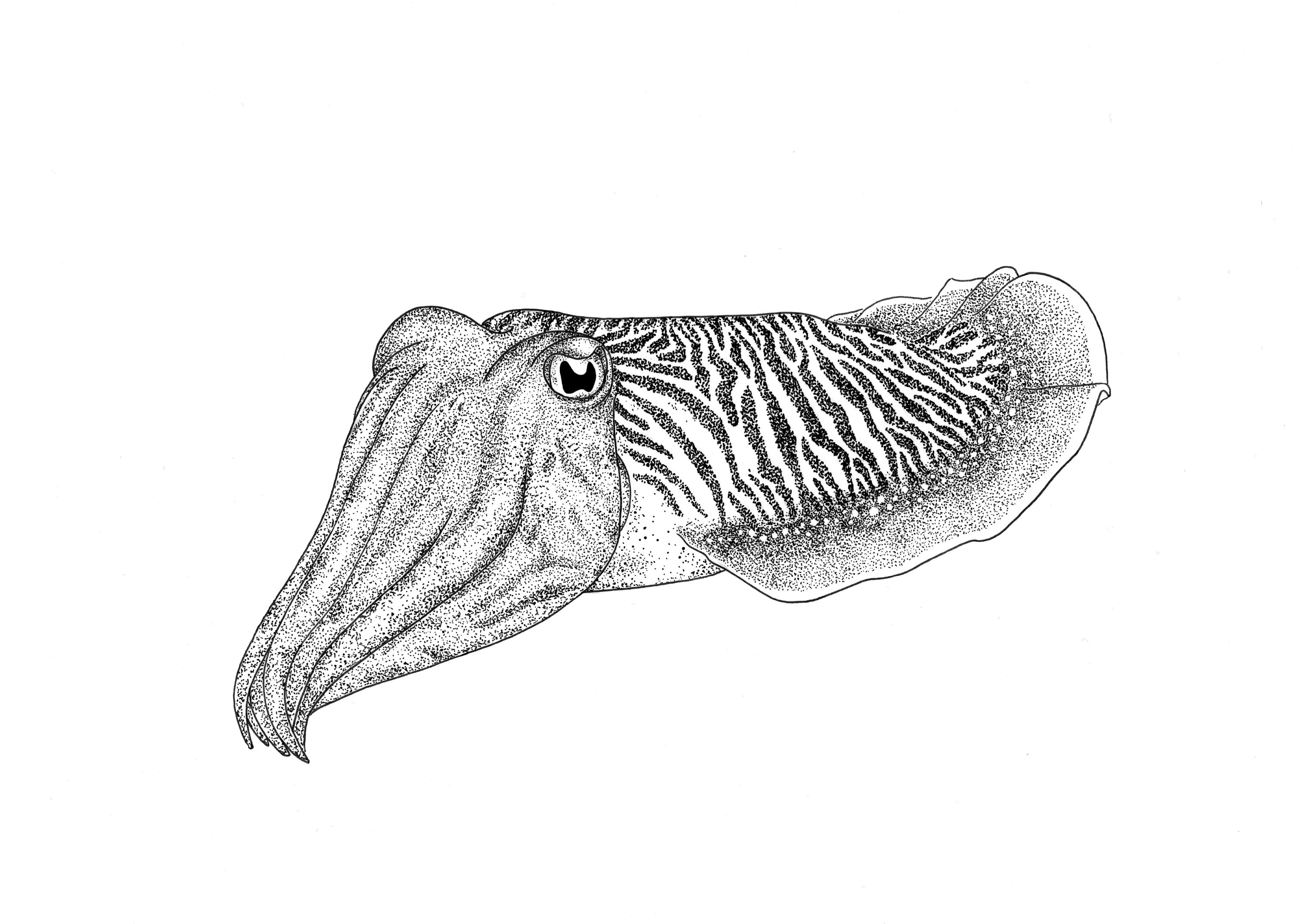 Cuttlefish Drawing