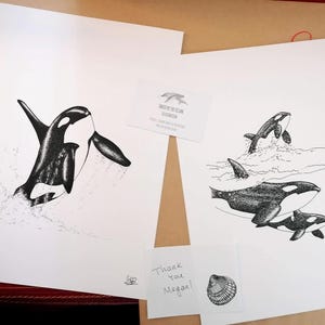 ORCAS Art Print - 3 KILLER WHALES Illustration - Marine Life ...