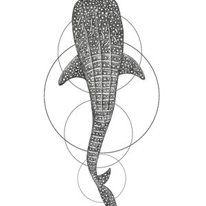 WHALE SHARK Art Print Ocean Illustration LIMITED Edition - Etsy