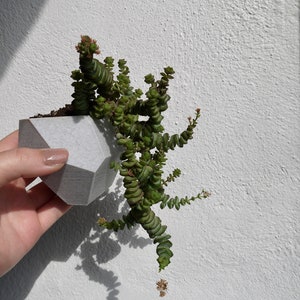 MAGNETIC Any Colour Mini Pot - Fridge Plant Pot - Plant Based - 3D ...