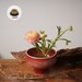 Ceramic Ikebana Vase Ikebana Container Ikebana Bowl Fruit - Etsy