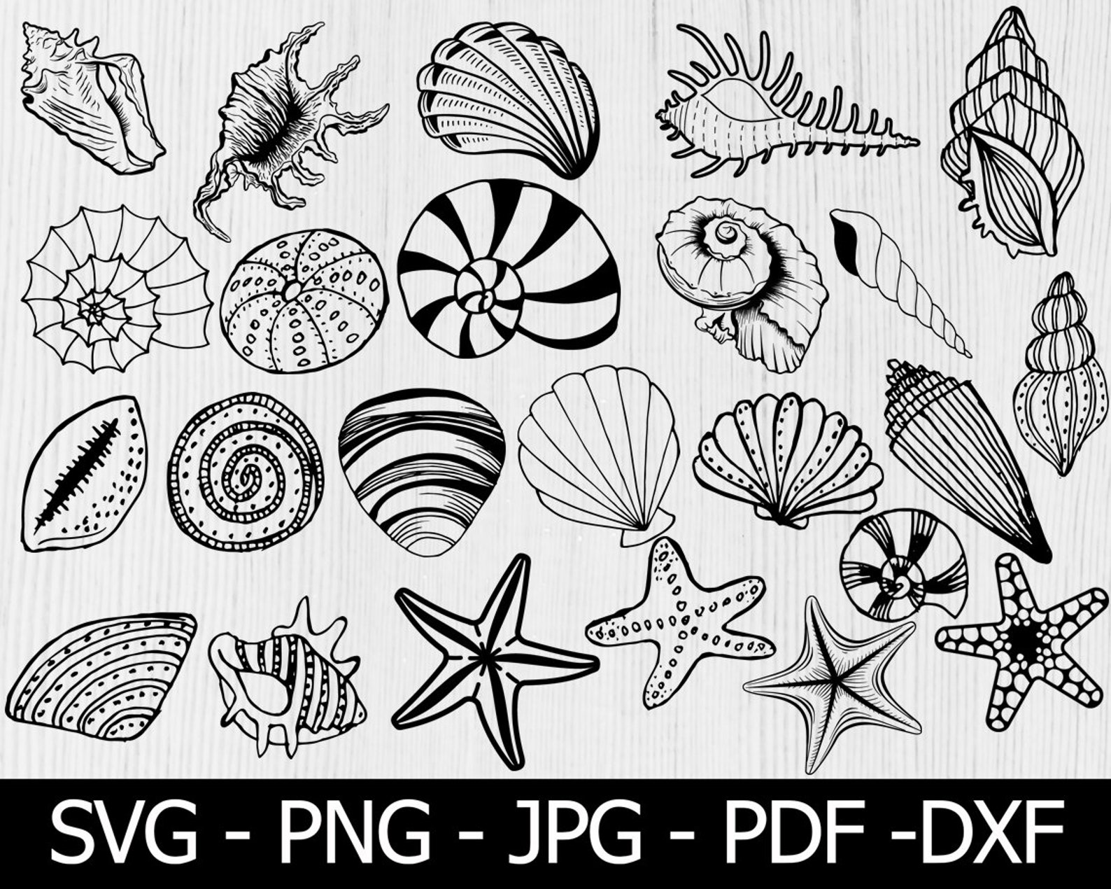 Seashell SVG Bundle, Seashell SVG, Seashell Svg File, Ocean Svg, Marine ...
