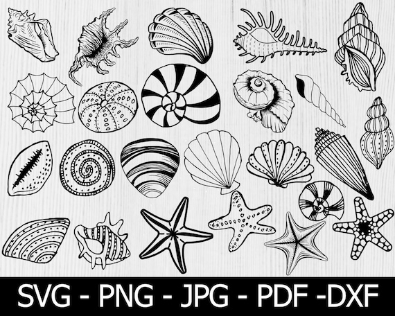 Seashell SVG Bundle Seashell SVG Seashell Svg File Ocean - Etsy Canada